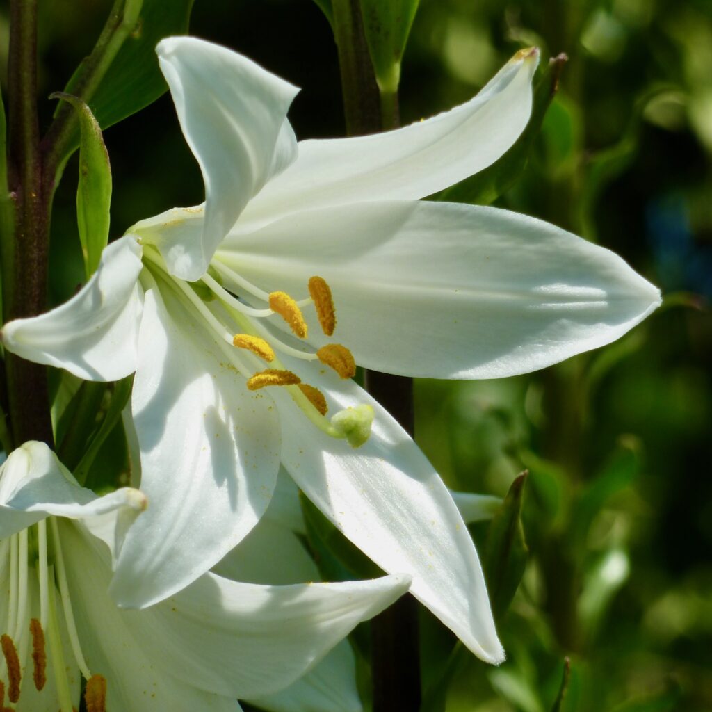 codex lilium (2025) – rozalie hirs